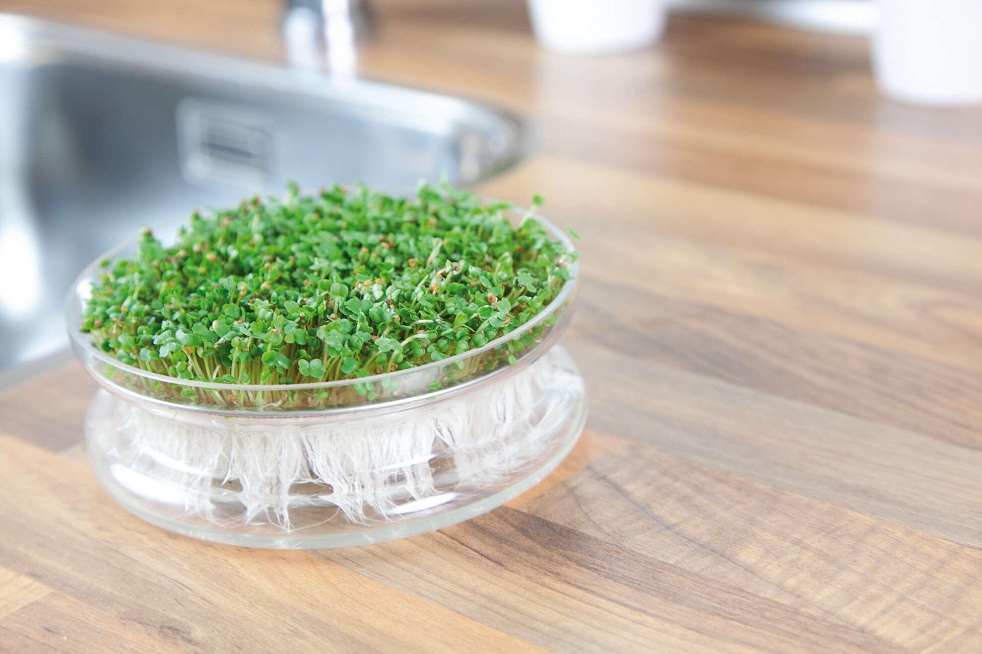 glass sprouting bowl foto 1 – Bosdroom vzw